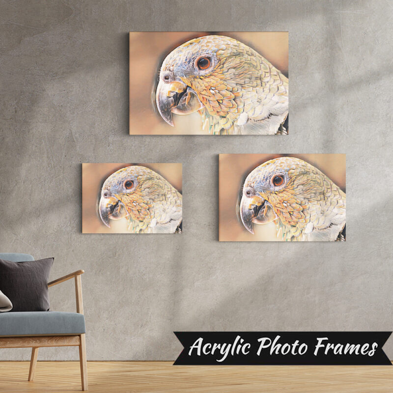 Parrot Art – Acrylic Photo Frames